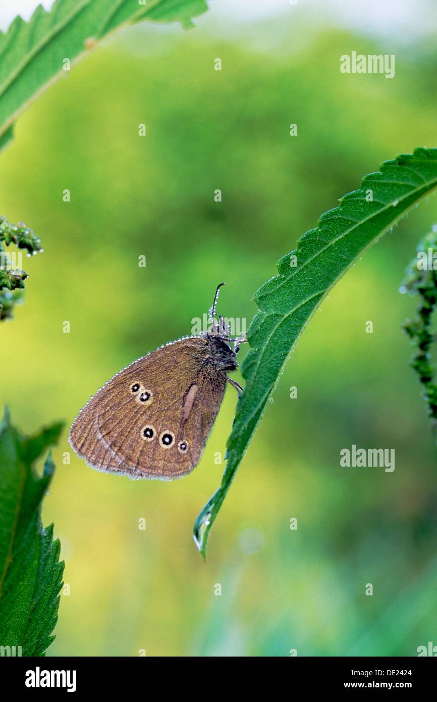 Dormant Butterfly High Resolution Stock Photography and Images - Alamy