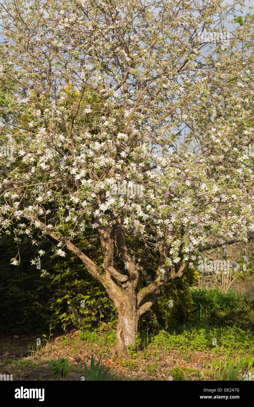 Liberty apple tree in a landscaped front yard garden at springtime ...