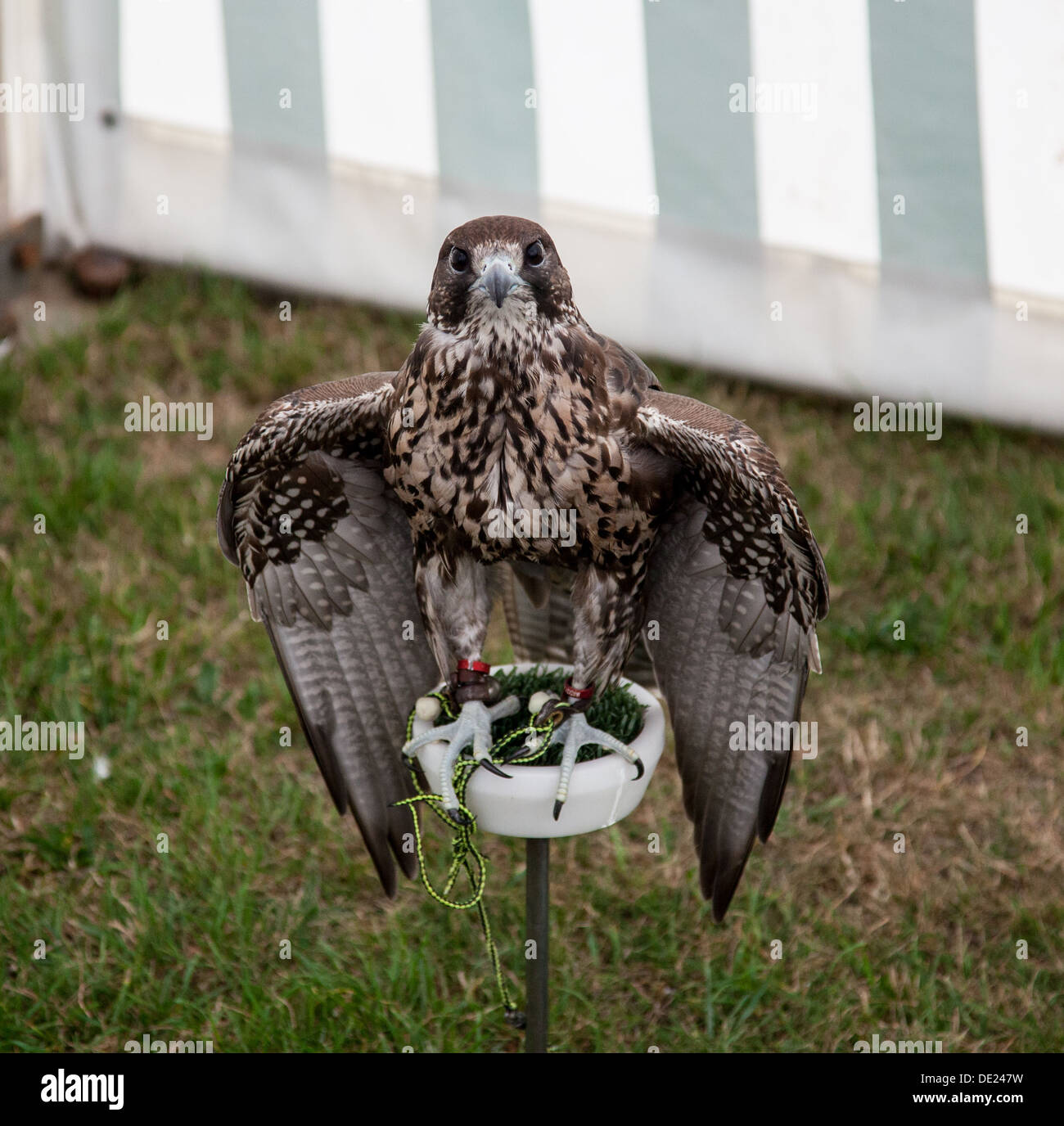 Sandringham game and country fair hi-res stock photography and images ...