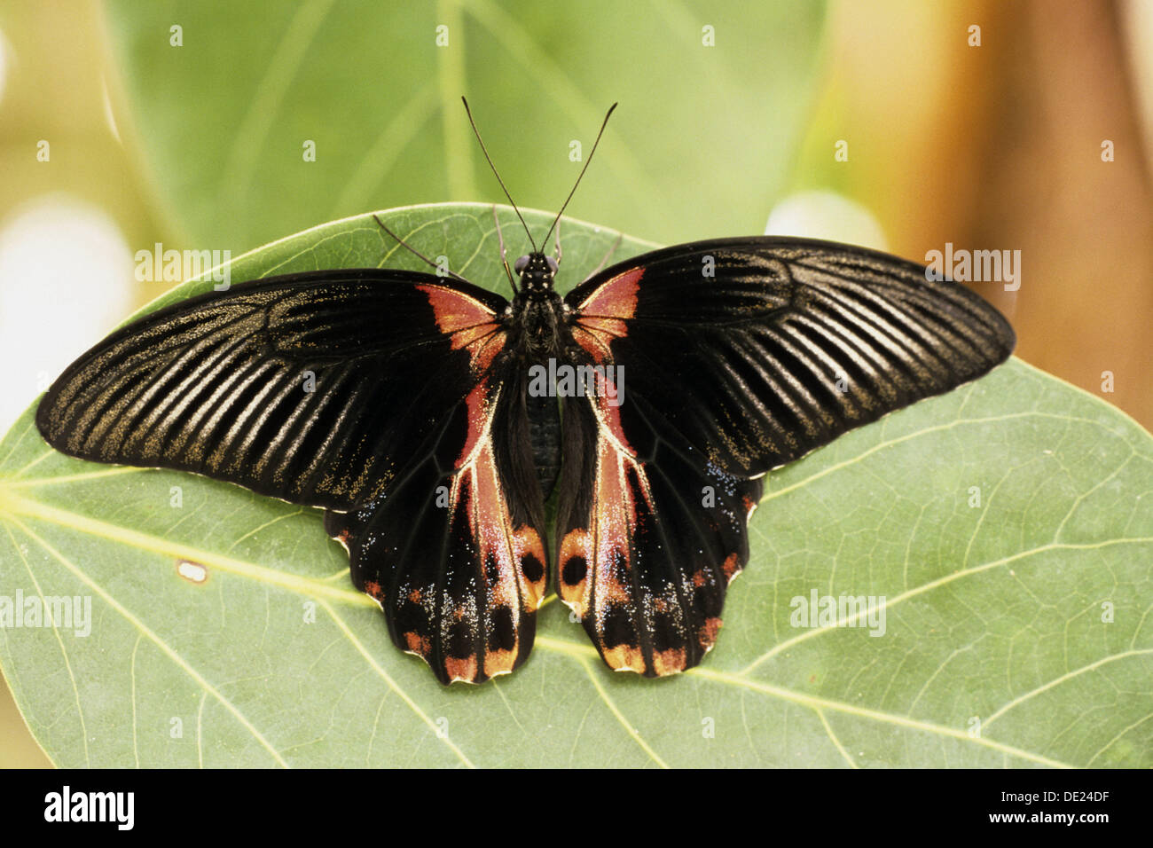 Rumanzovia swallowtail hi-res stock photography and images - Alamy