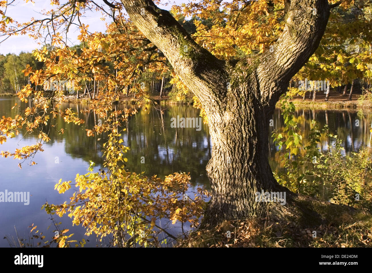 Lonesome tree oak hi-res stock photography and images - Alamy