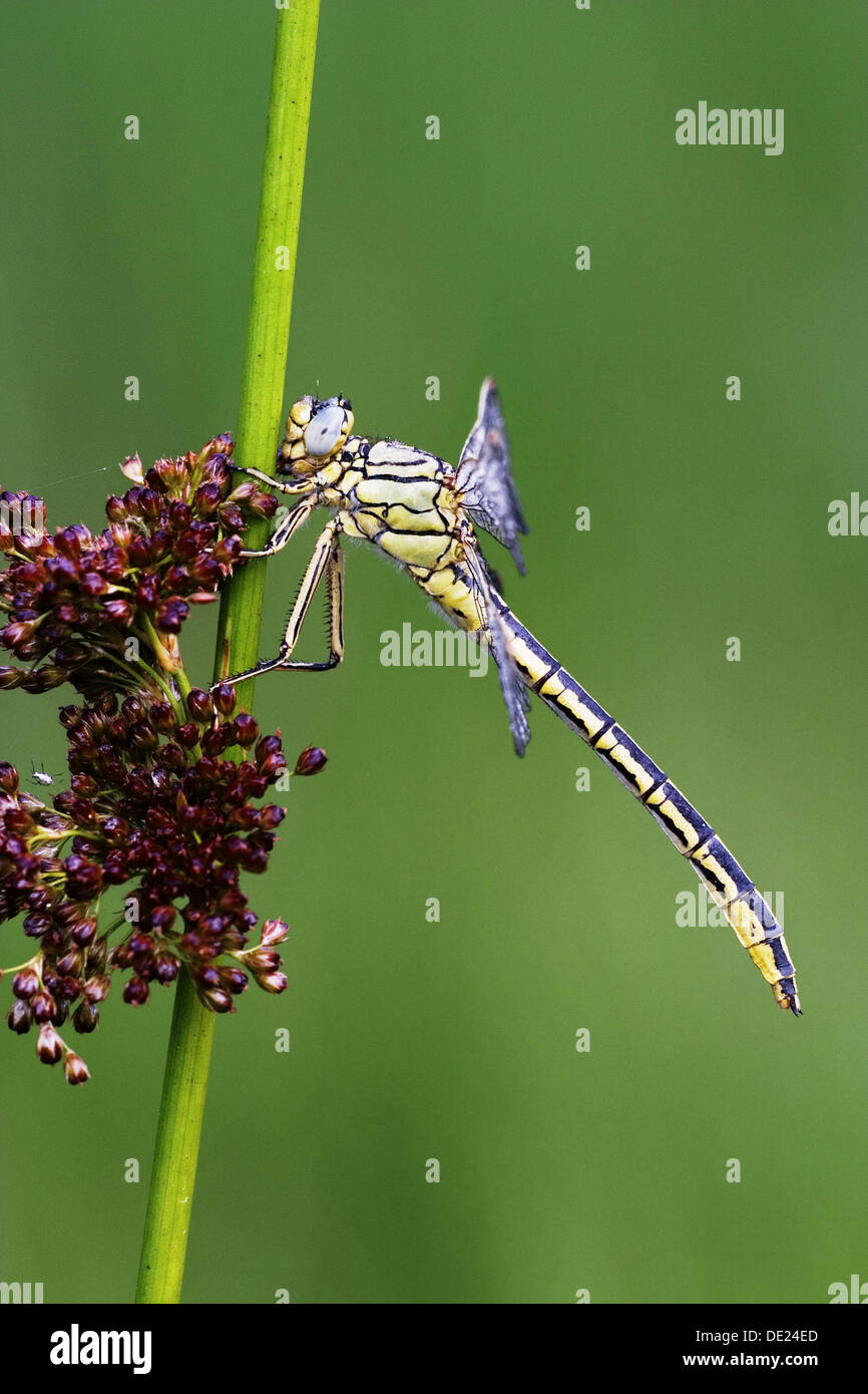 Profile of Slender Club-tailed Dragonfly (Gomphus pulchellus) at rush ...