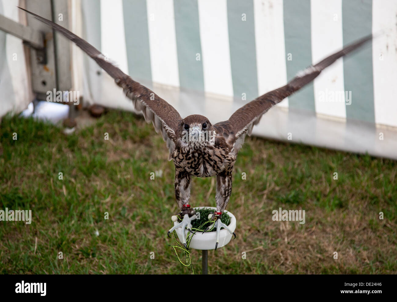 Sandringham game and country fair hi-res stock photography and images ...