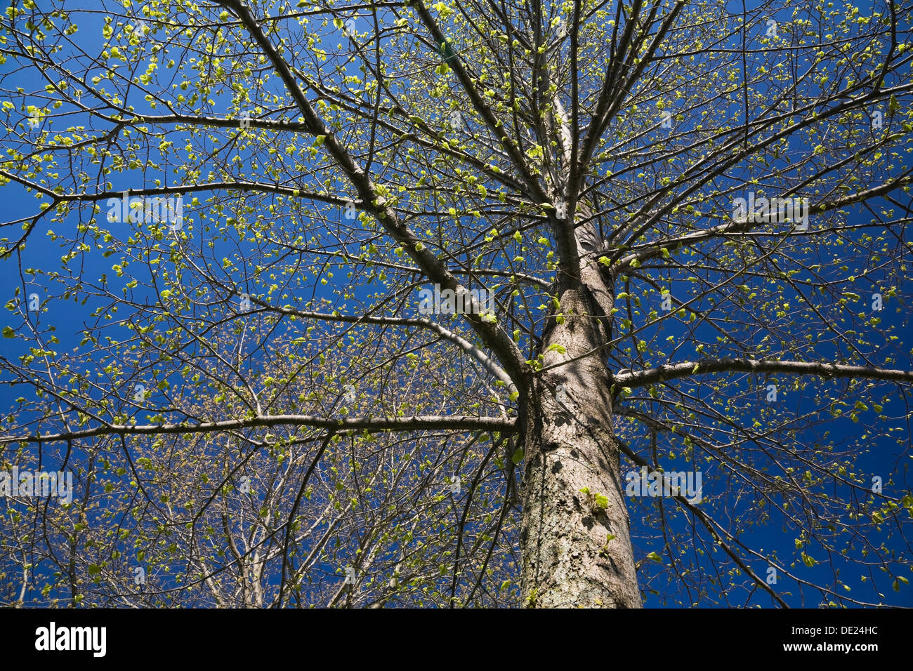 Deciduous tree with emerging buds against a blue sky in spring ...
