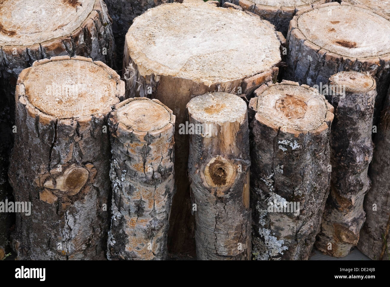 Cut Tree Stock Photos & Cut Tree Stock Images - Alamy