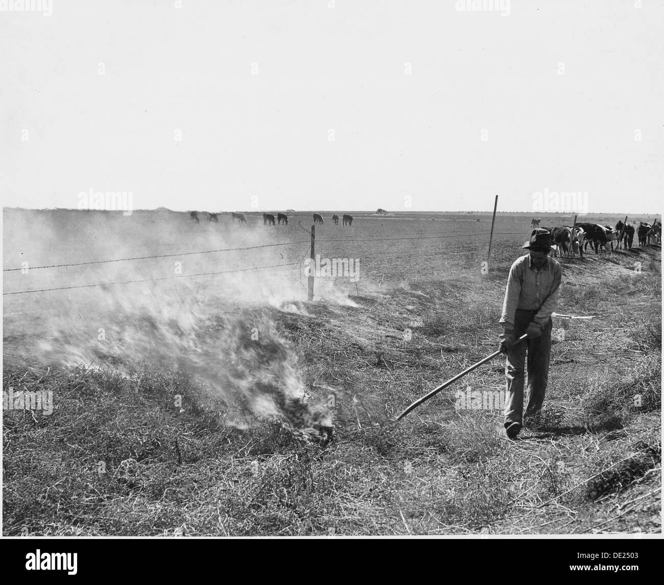 Common weeds Black and White Stock Photos & Images - Alamy