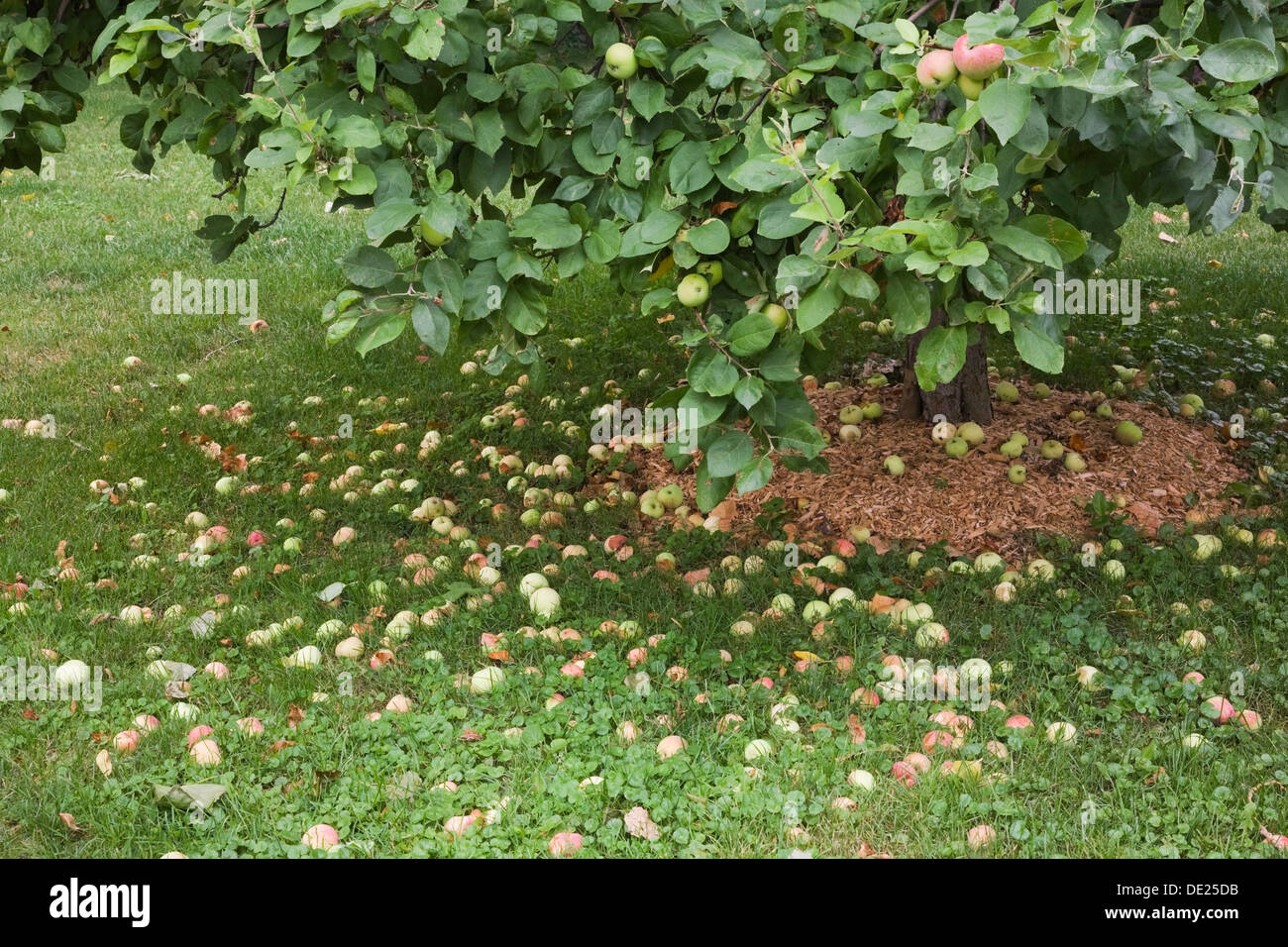 Fallen apples under an apple tree (Malus domestica) in summer, Laval ...