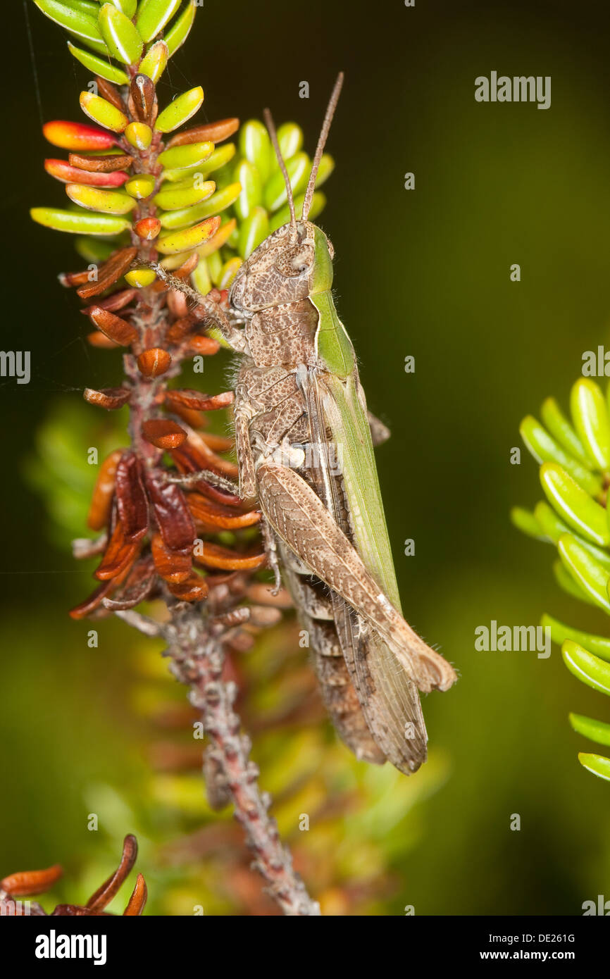 Field grasshopper common field grasshopper hi-res stock photography and ...