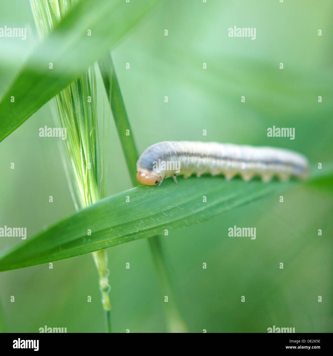 Real sawflies hi-res stock photography and images - Alamy