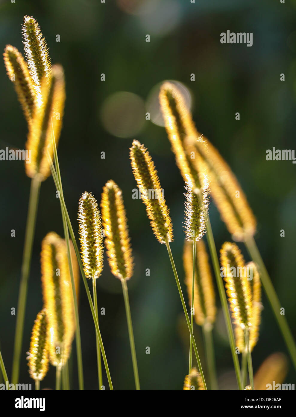 Timothy grass phleum pratense hi-res stock photography and images - Alamy