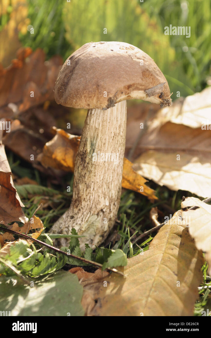 Carpini hi-res stock photography and images - Alamy