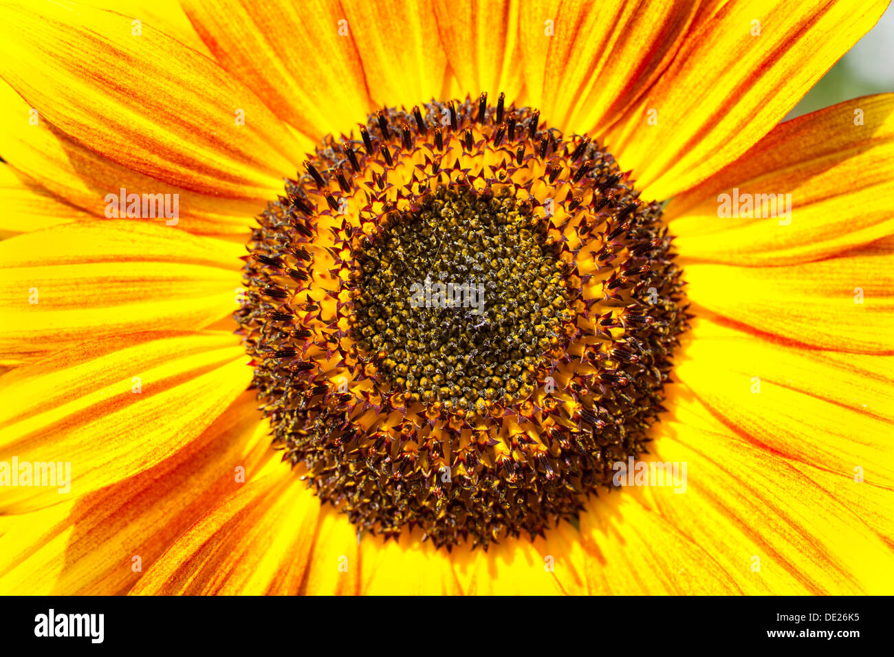 Inflorescence of a Sunflower (Helianthus annuus), petals and seed head ...