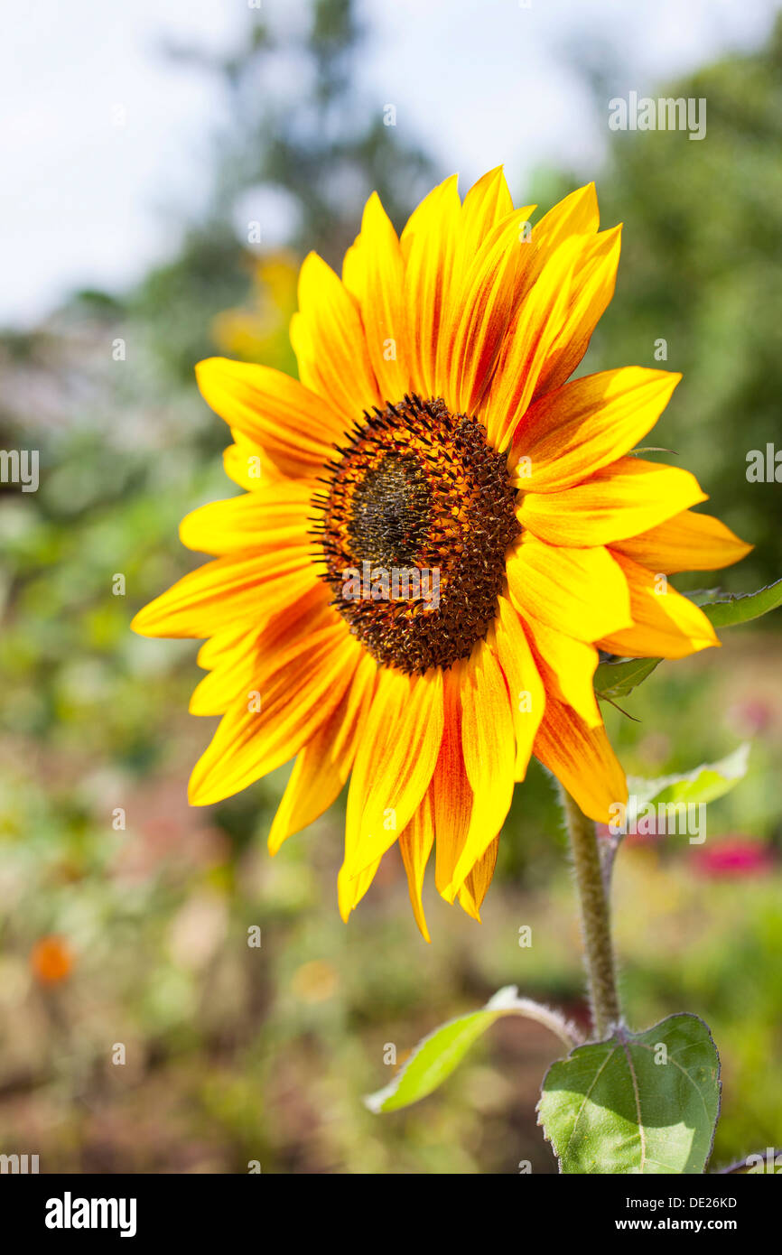 Inflorescence of a Sunflower (Helianthus annuus), petals and seed head ...