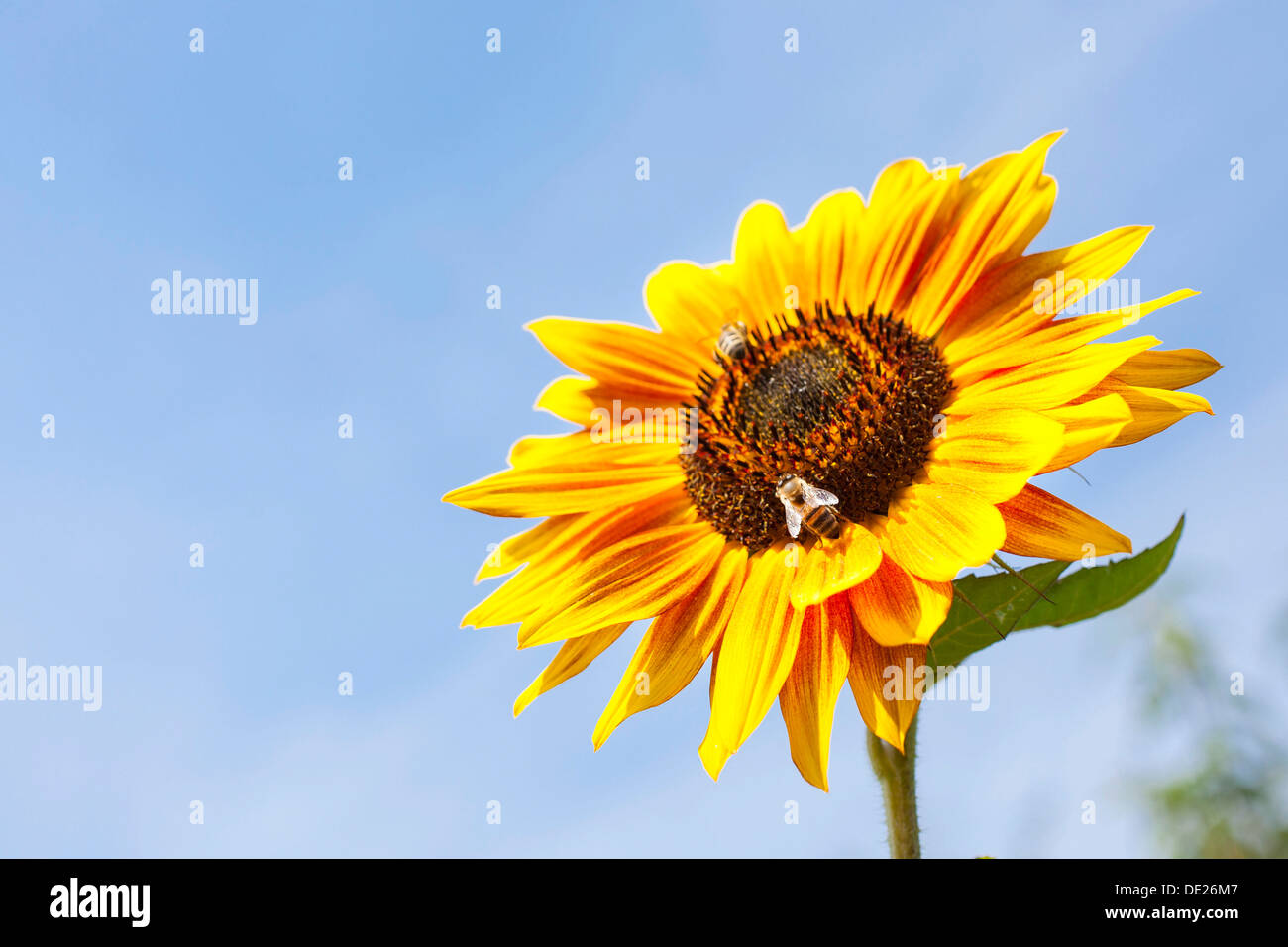 Inflorescence of a Sunflower (Helianthus annuus), petals and seed head ...
