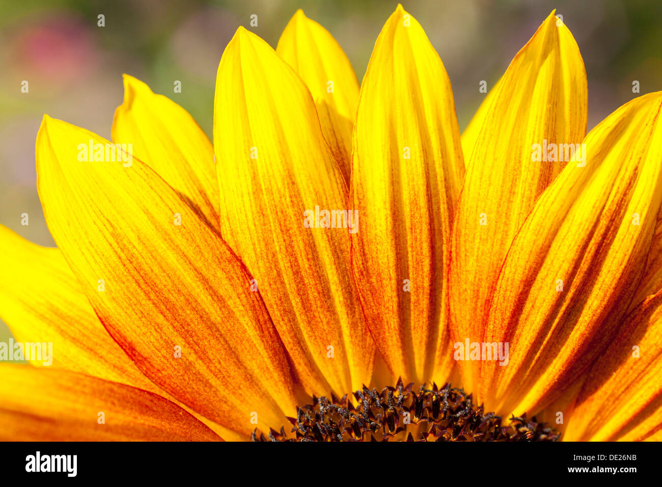 Inflorescence of a Sunflower (Helianthus annuus), petals and seed head ...