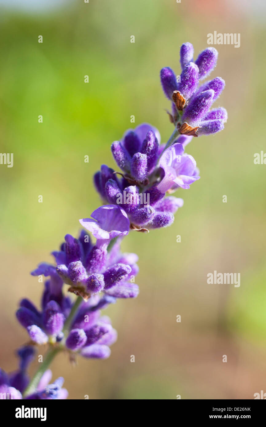 True Lavender (Lavandula angustifolia), inflorescence, Saxony, Germany ...