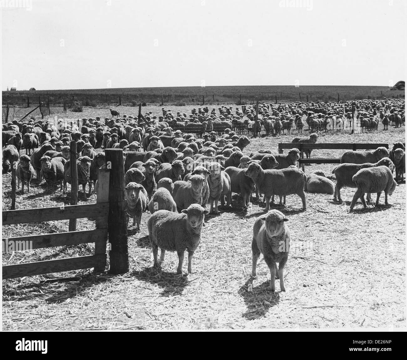 This image shows a sheep farm in Haskell County, Kansas, where many ...