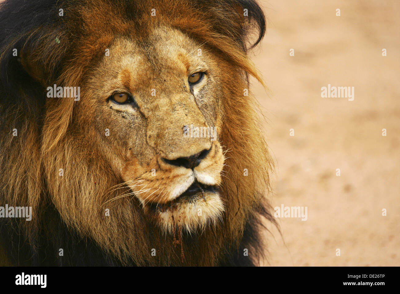Lion scared face hi-res stock photography and images - Alamy