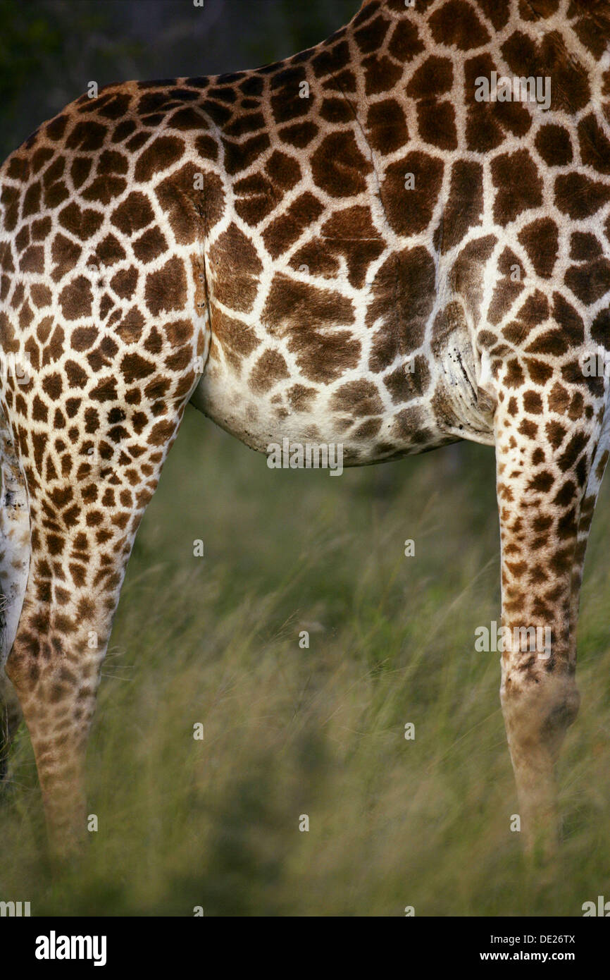 Pregnant Giraffe High Resolution Stock Photography and Images - Alamy