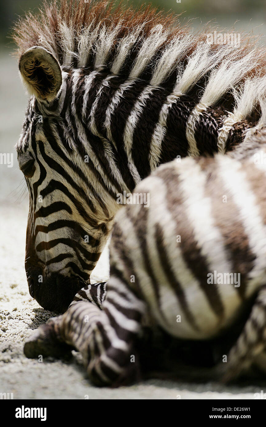 Zebra laying down hi-res stock photography and images - Alamy