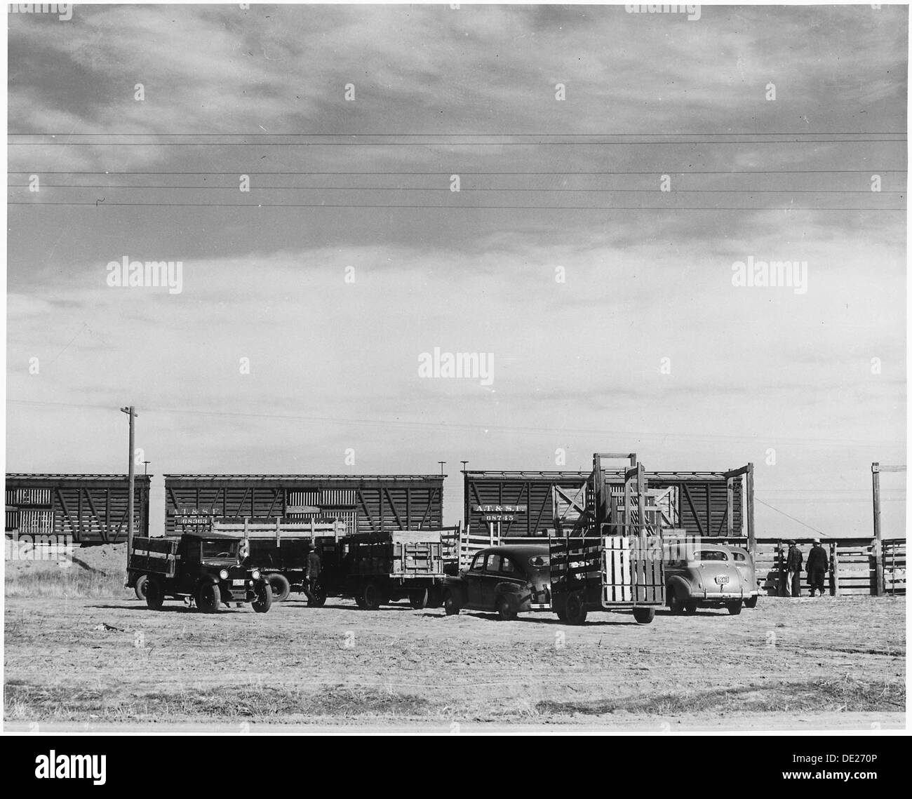 This image features sheep farming in Haskell County, Kansas ...