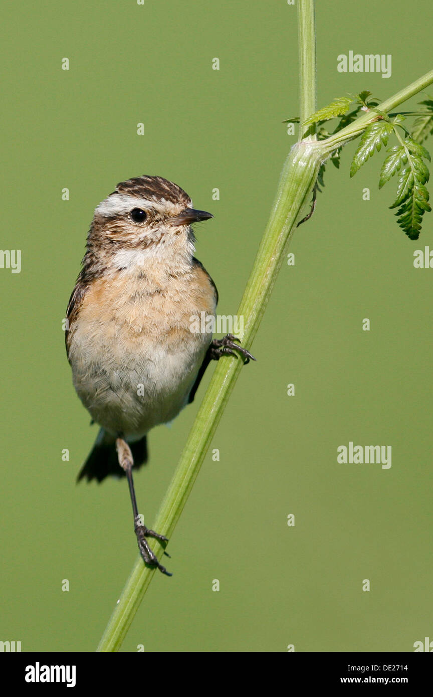 Whinchat, female, Braunkehlchen, Braun-Kehlchen, Weibchen auf Sitzwarte ...