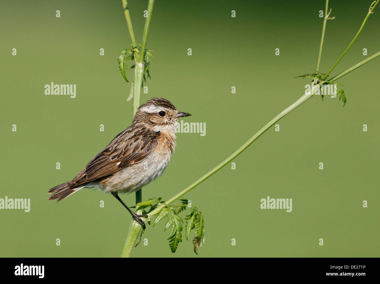 Whinchat, female, Braunkehlchen, Braun-Kehlchen, Weibchen auf Sitzwarte ...