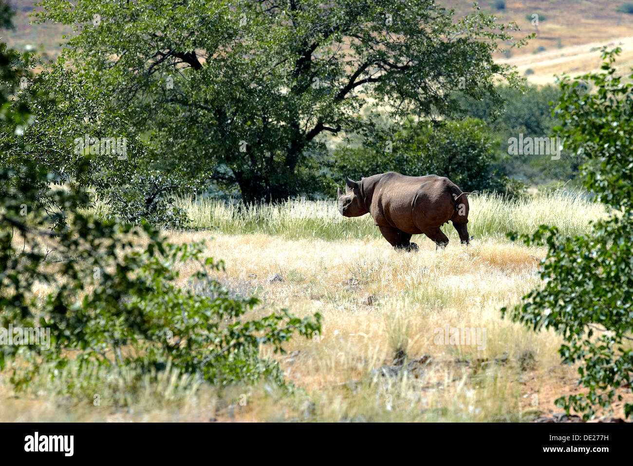 Black rhinoceros running hi-res stock photography and images - Alamy
