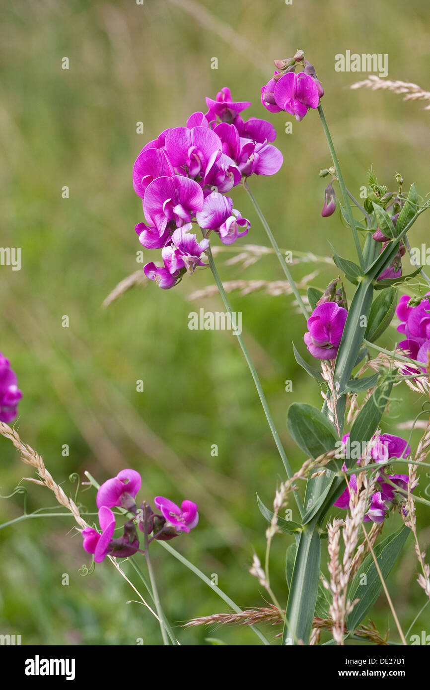 Everlasting Pea, Perennial Sweet Pea, perennial peavine, Breitblättrige ...