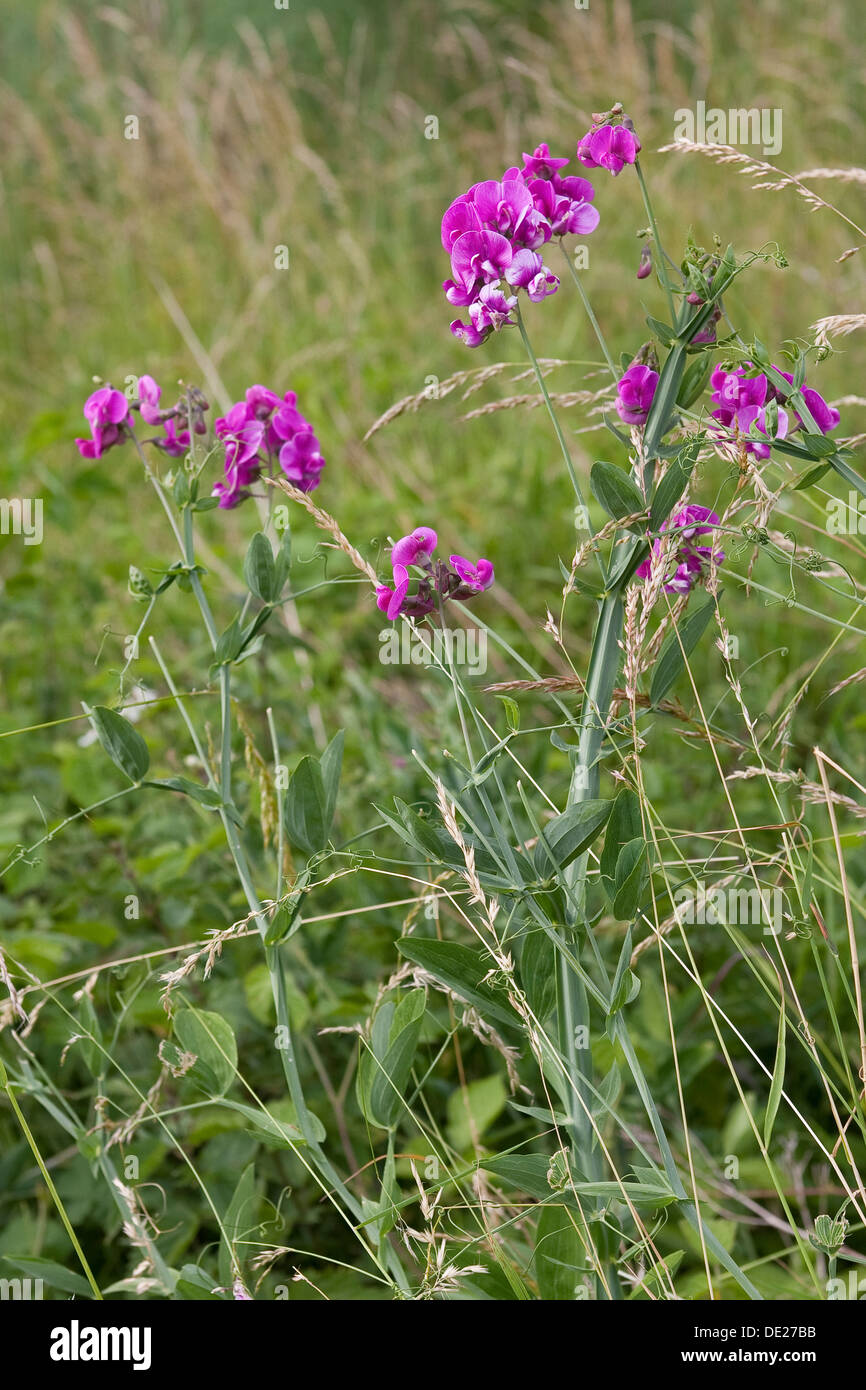 Everlasting Pea, Perennial Sweet Pea, perennial peavine, Breitblättrige ...