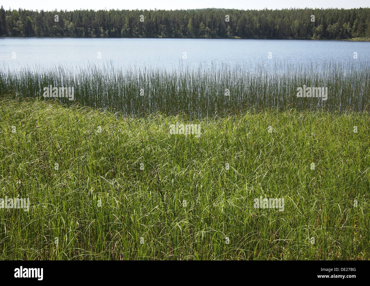 grassy shore of lake Stock Photo - Alamy