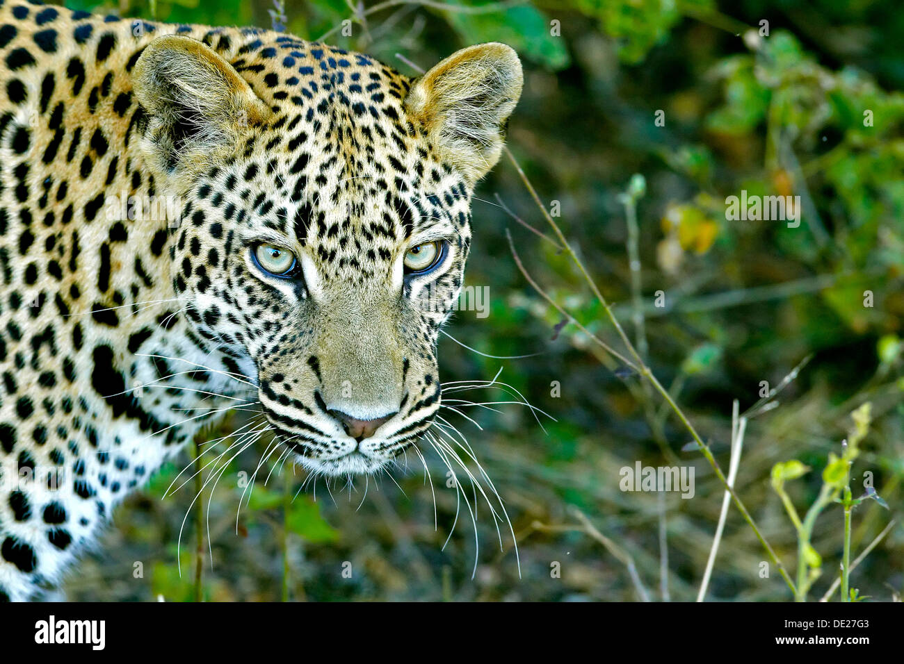 Leopard skins hi-res stock photography and images - Alamy