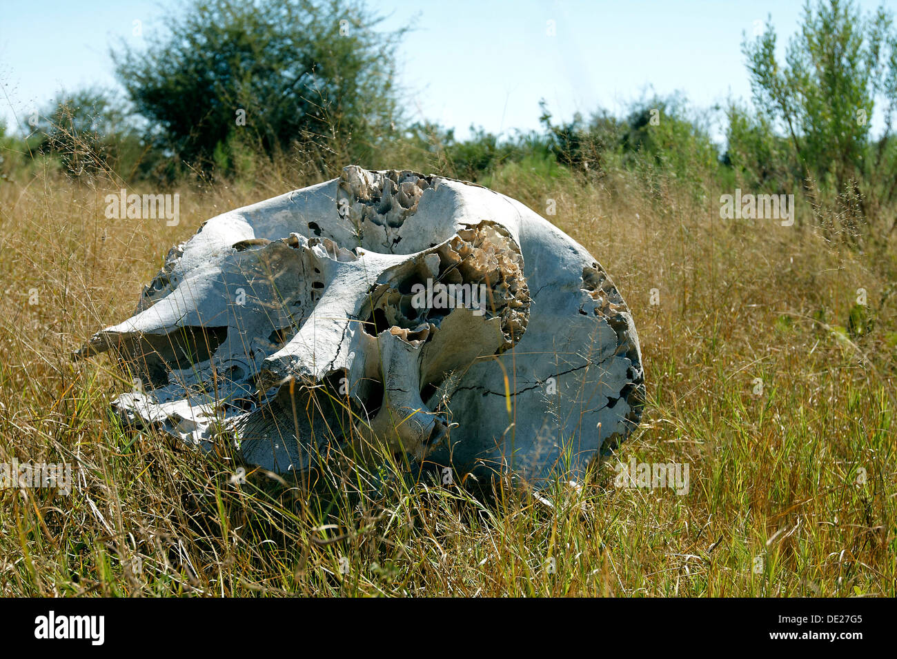 Elephants skulls hi-res stock photography and images - Alamy