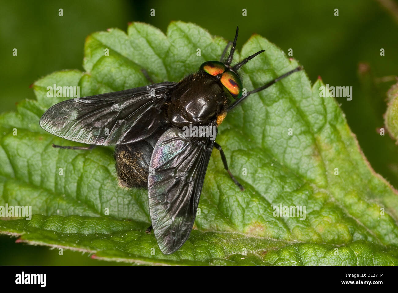 Blindfliege hi-res stock photography and images - Alamy
