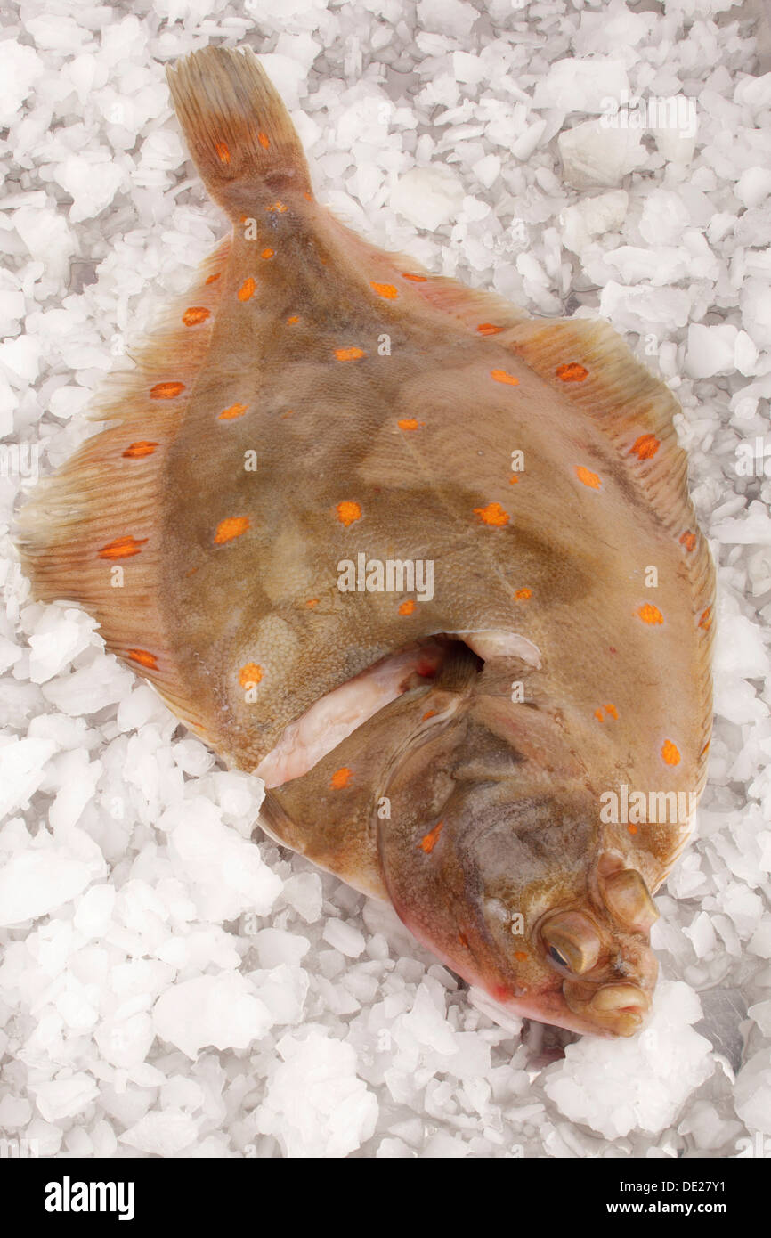 Pleuronectes hi-res stock photography and images - Alamy
