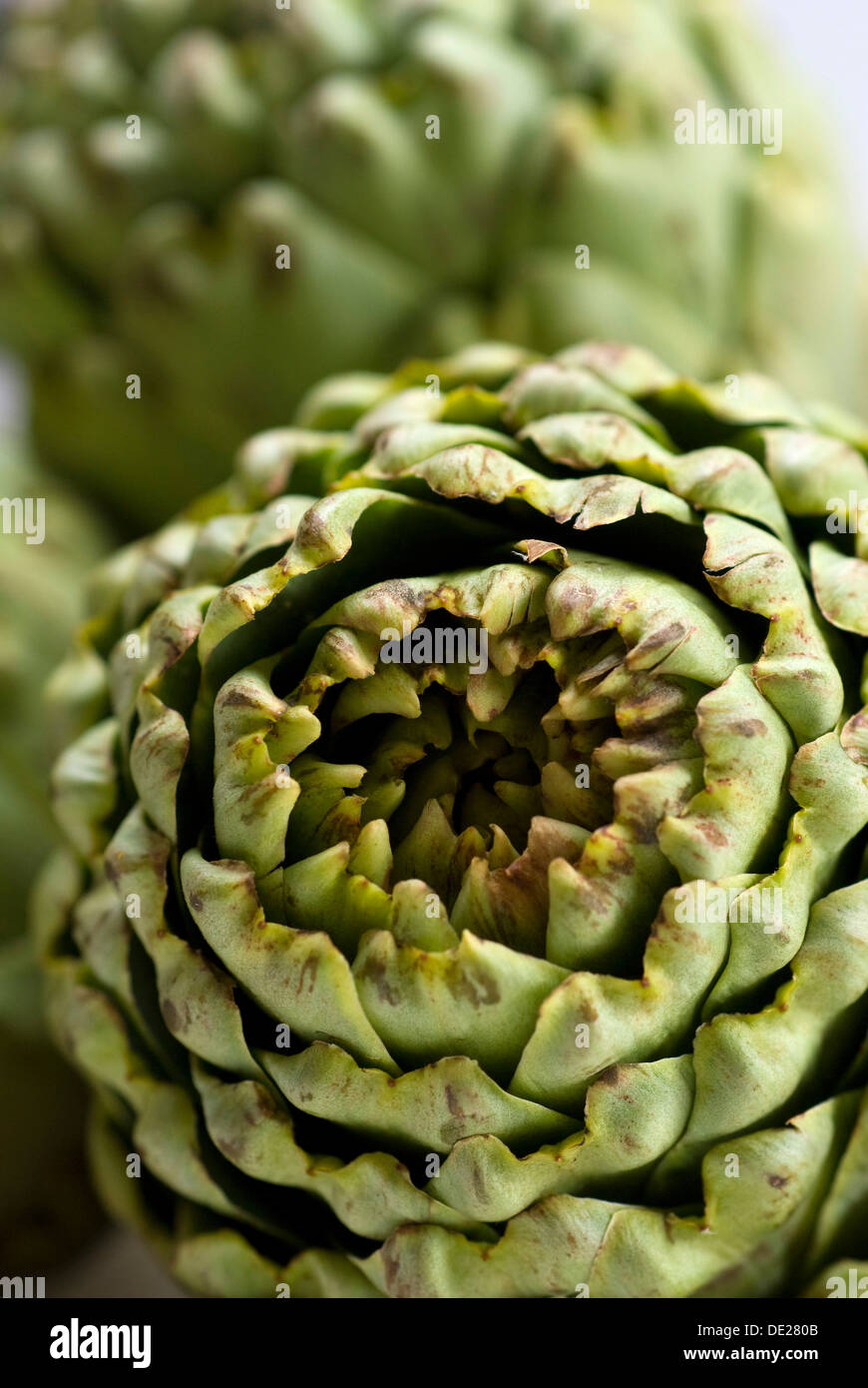 Artichoke cynara cardunculus vegetables hi-res stock photography and ...