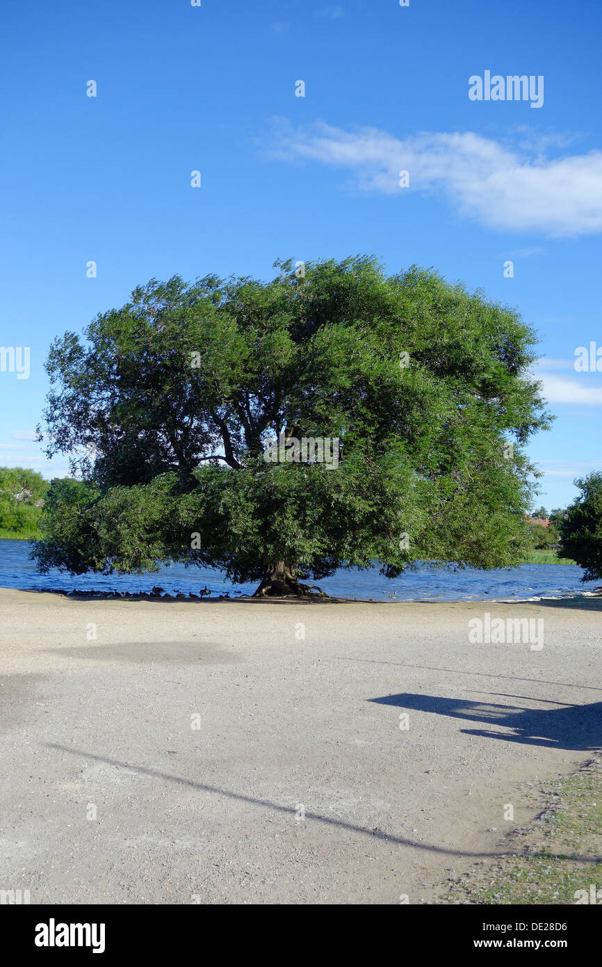 Large willow tree hi-res stock photography and images - Alamy