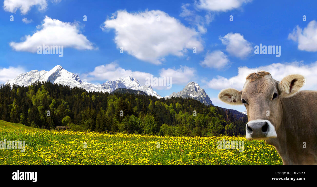 Cow on an Alpine meadow with Alpspitze Mountain and Zugspitze Mountain ...