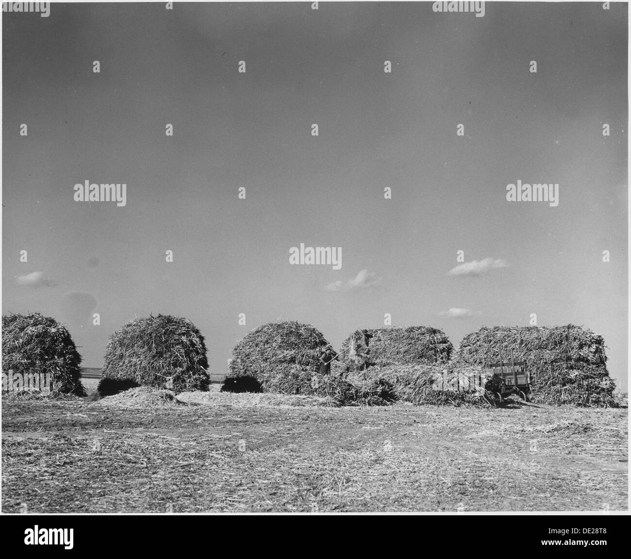 Corn crop damage Black and White Stock Photos & Images - Alamy