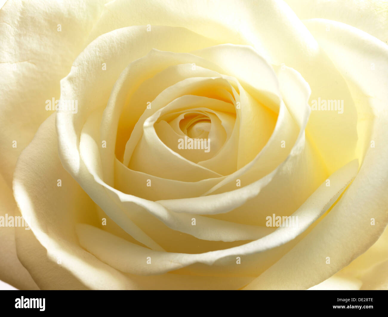 White rose (Rosa Stock Photo - Alamy