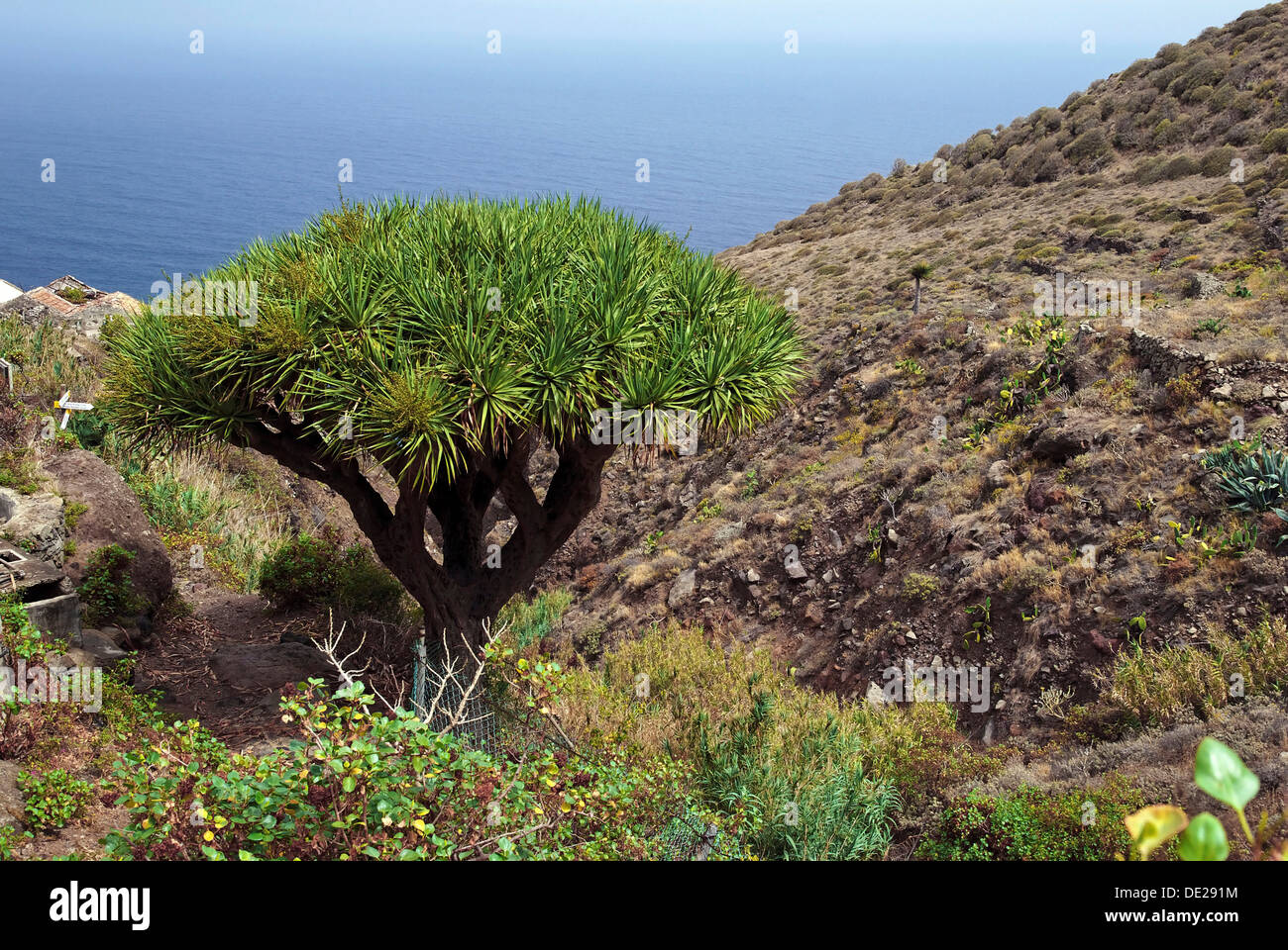 Canary Islands dragon tree (Dracaena draco) on Playa de Benijo beach ...
