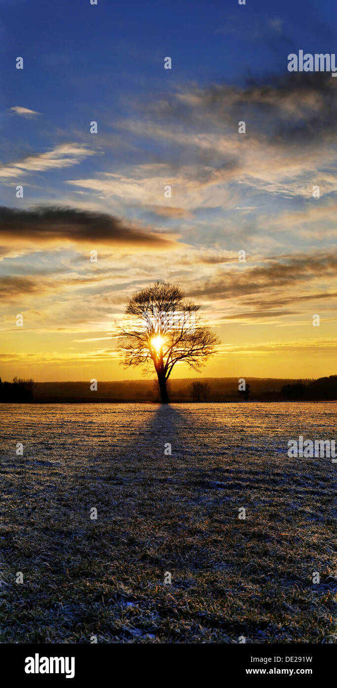 Sunset with a solitary oak tree on a frost-covered meadow, near ...