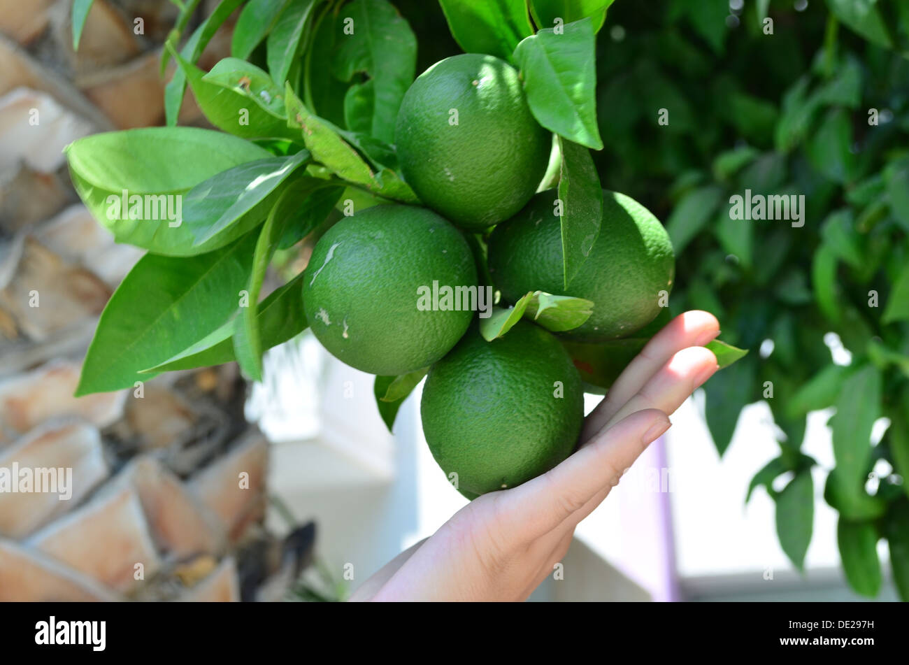 Cyprus fruit hi-res stock photography and images - Alamy