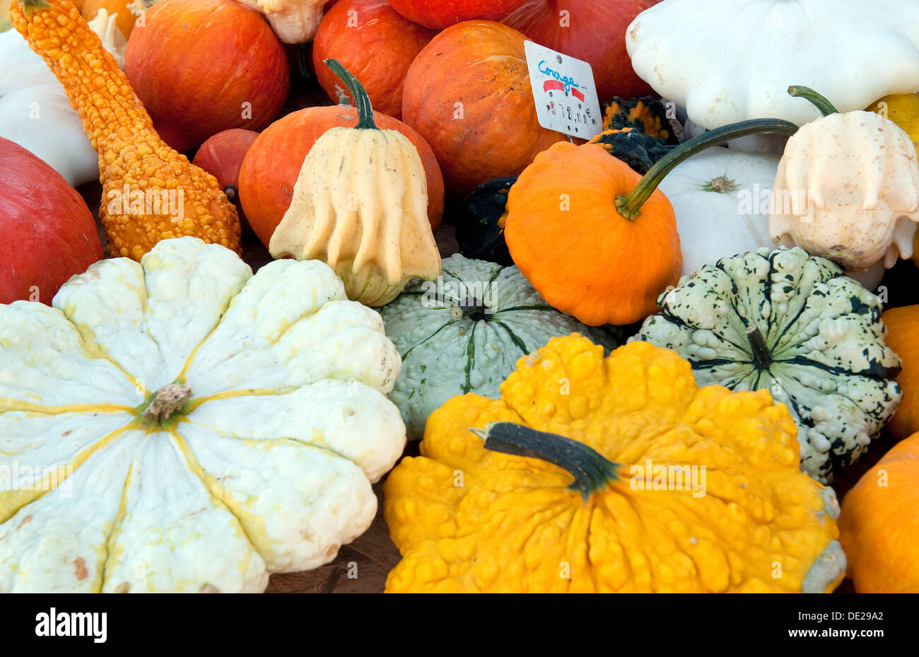 selection of colourful gourdes on market stall, gavray, normandy ...