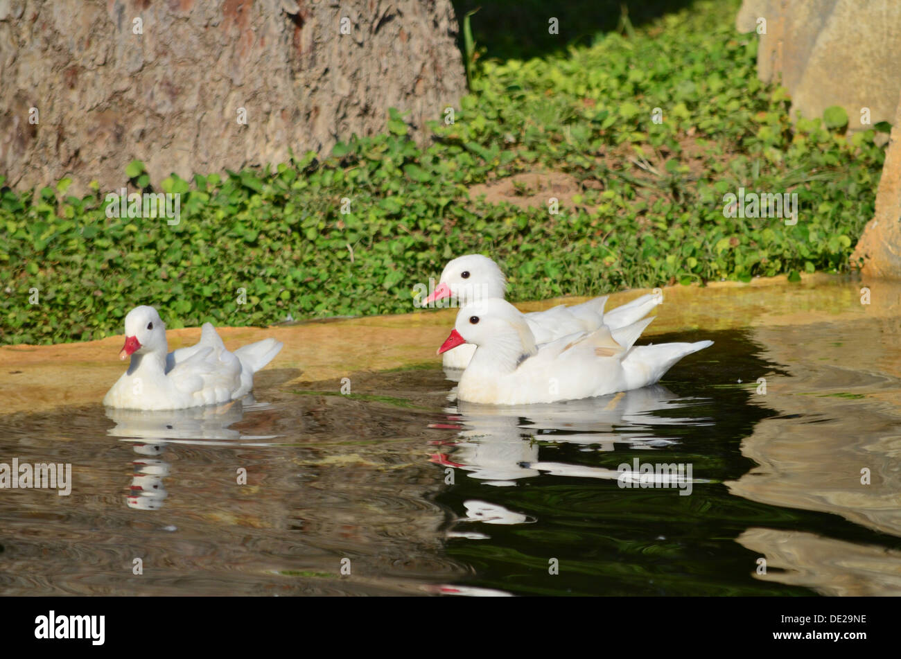 Birds of cyprus hi-res stock photography and images - Alamy