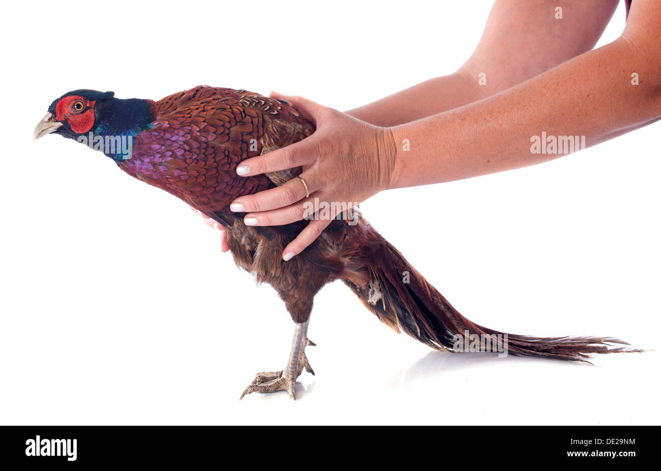 Male European Common Pheasant, Phasianus colchicus, in front of white ...