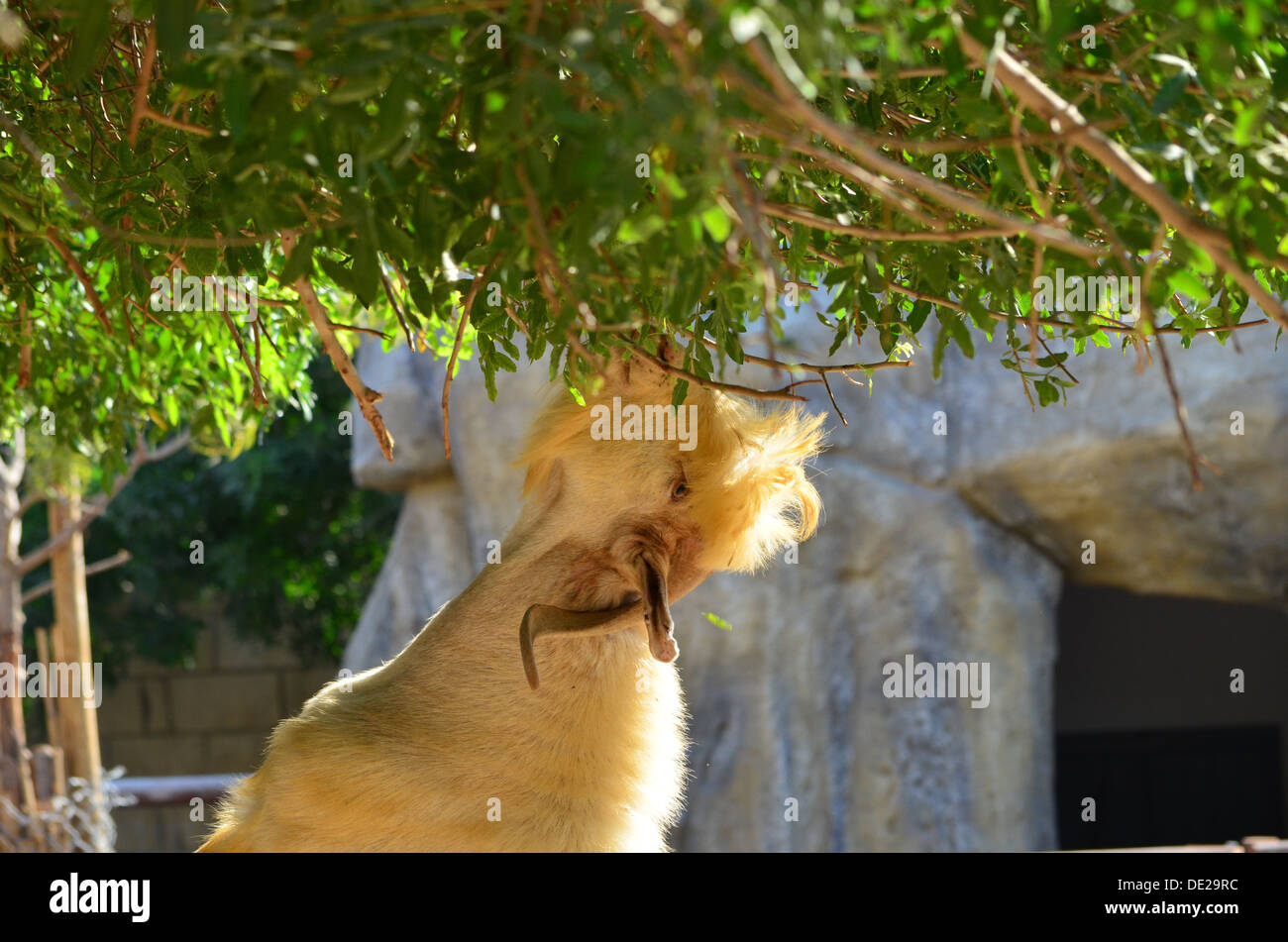 Bull in Limassol zoo Stock Photo - Alamy