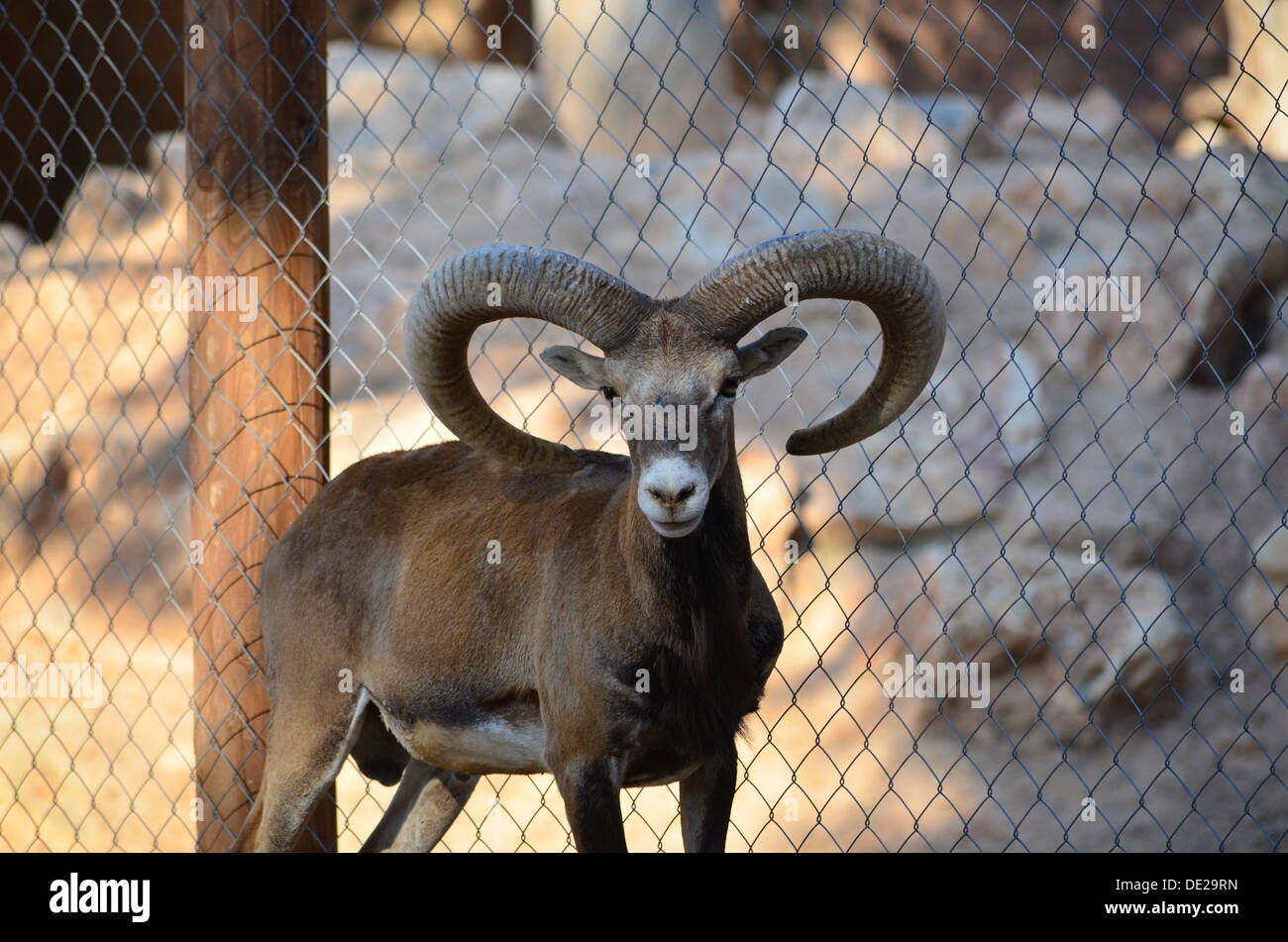 Goat zoo hi-res stock photography and images - Alamy