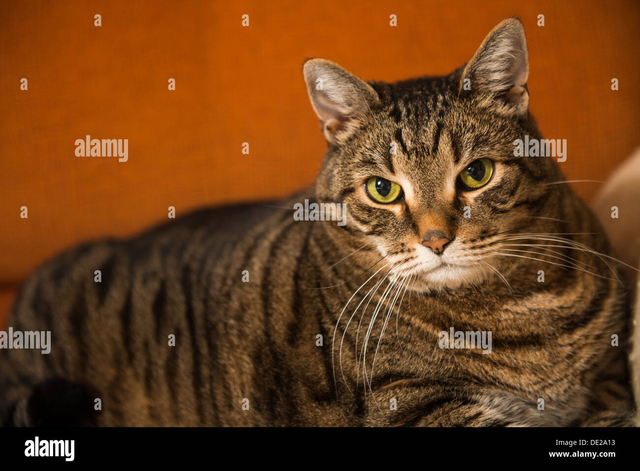 Portrait large gray cat hi-res stock photography and images - Alamy