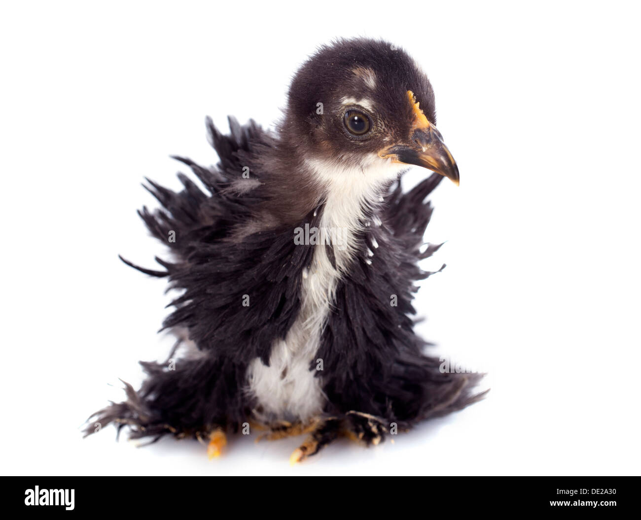 Curly feathered chicken pekin Cut Out Stock Images & Pictures - Alamy